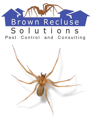 Kansas City Brown Recluse Spider Experts Brown Recluse Control